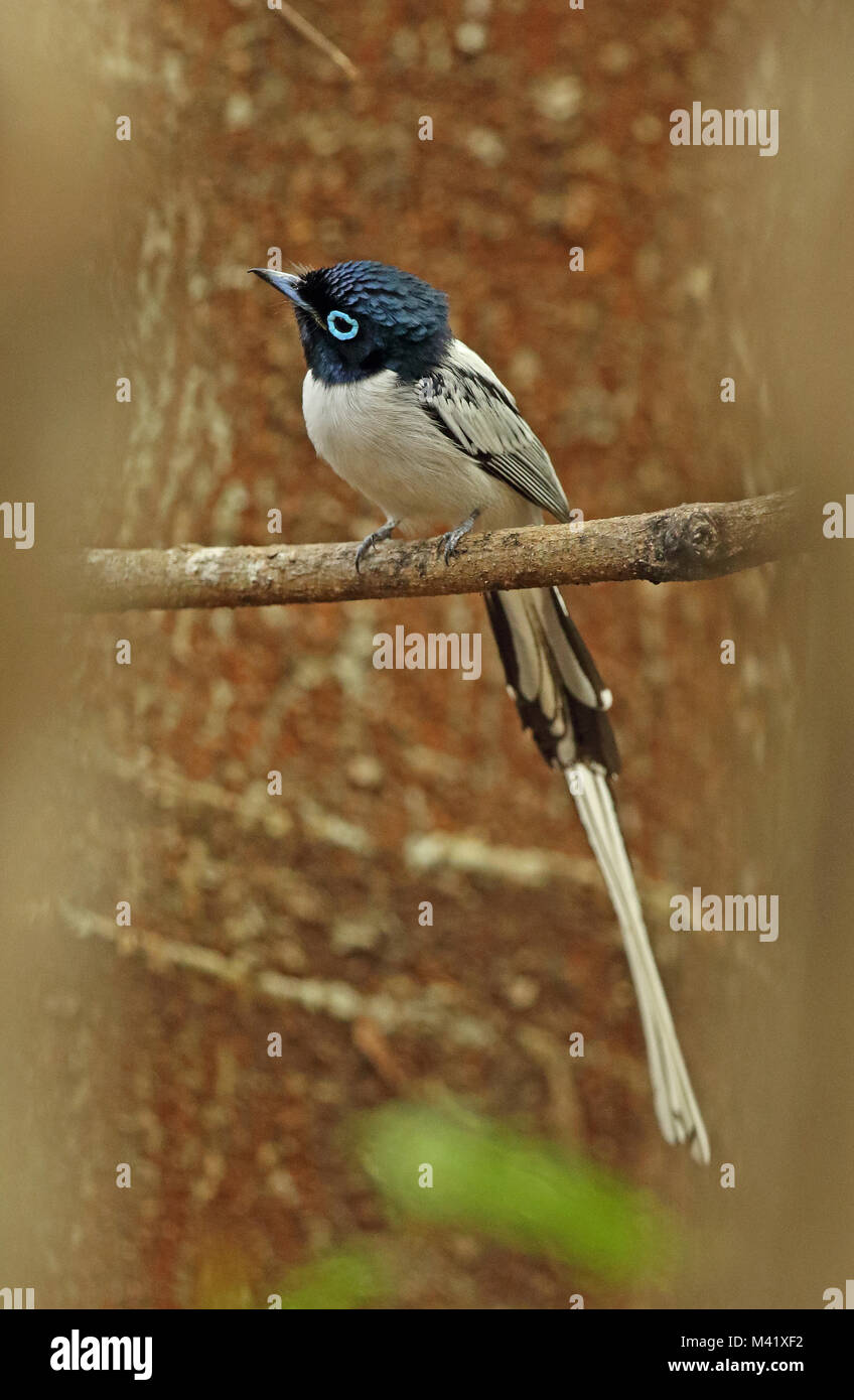 Madagascar Paradise-flycatcher (Terpsiphone mutata singetra) white ...