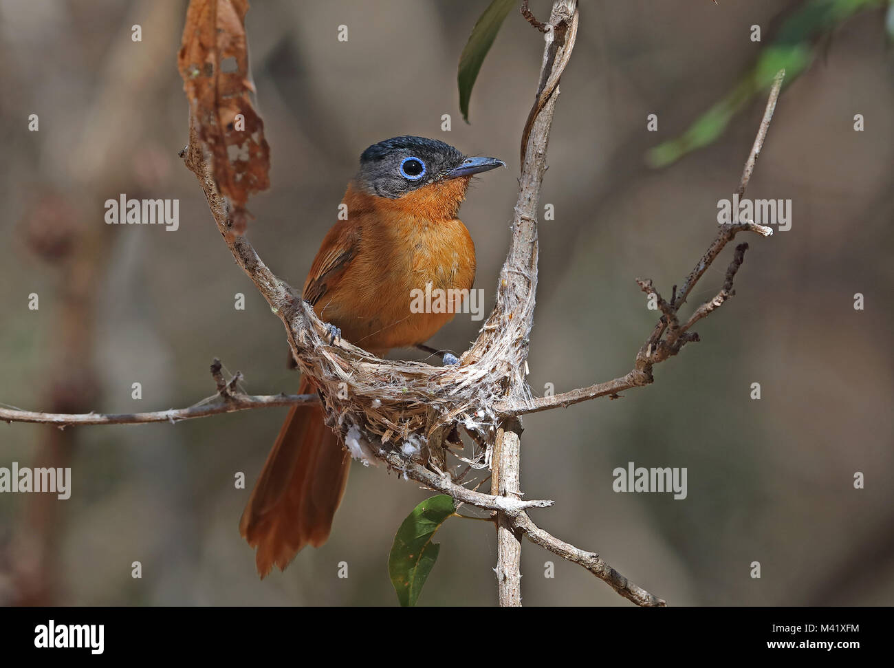 Madagascar Paradise-flycatcher (Terpsiphone mutata singetra) adult ...