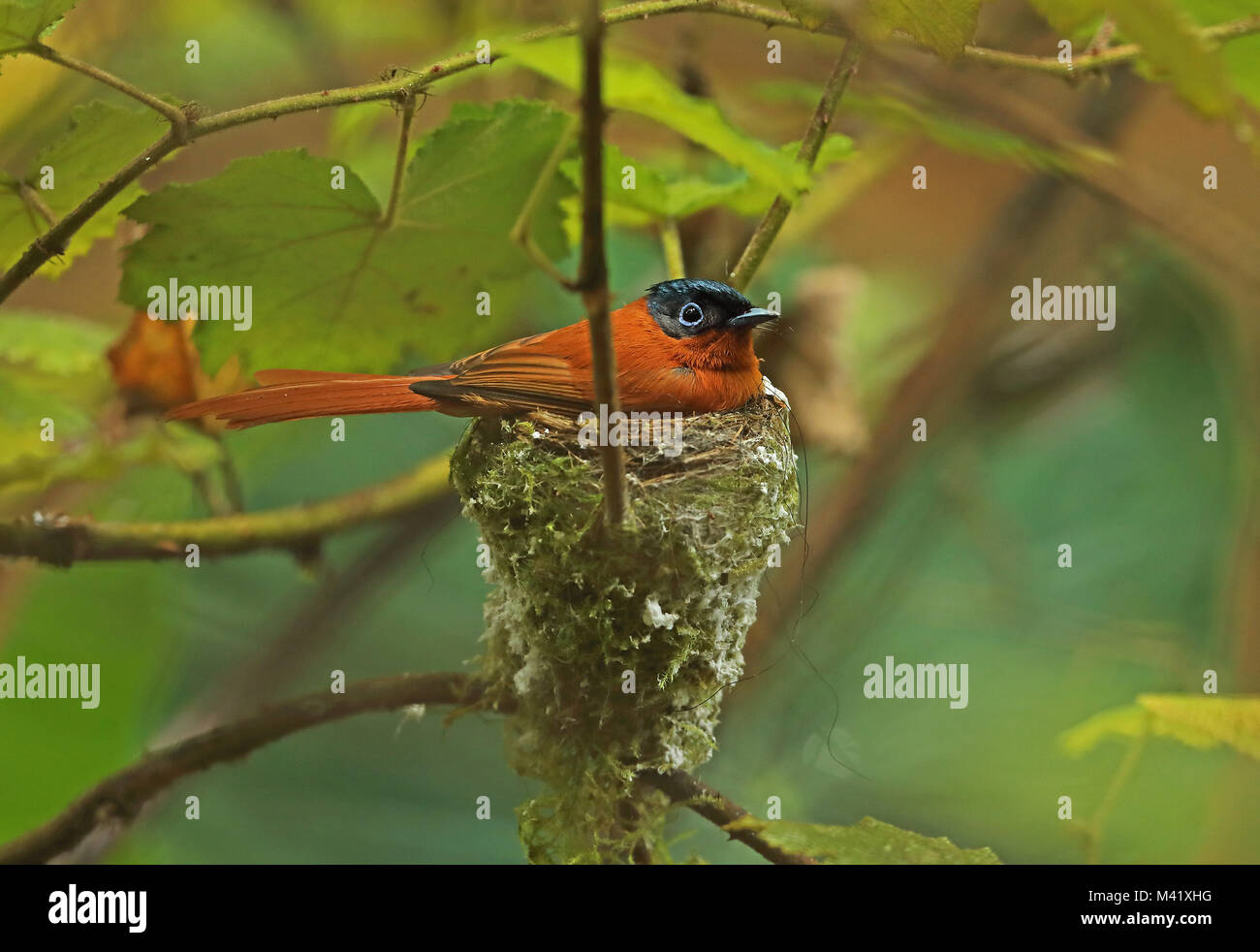 Female bird of paradise hi-res stock photography and images - Alamy