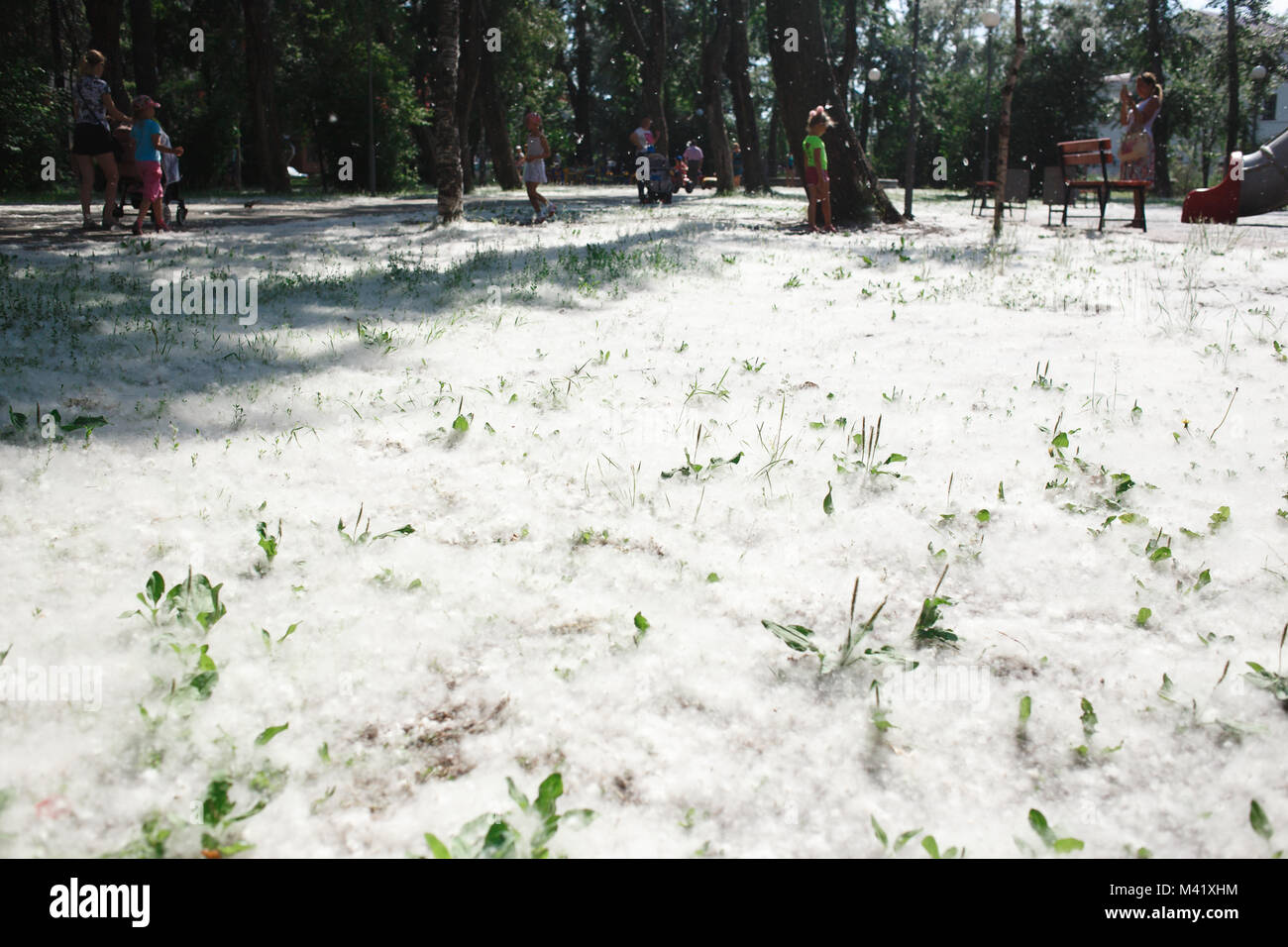 Poplar fluff on the ground Stock Photo - Alamy