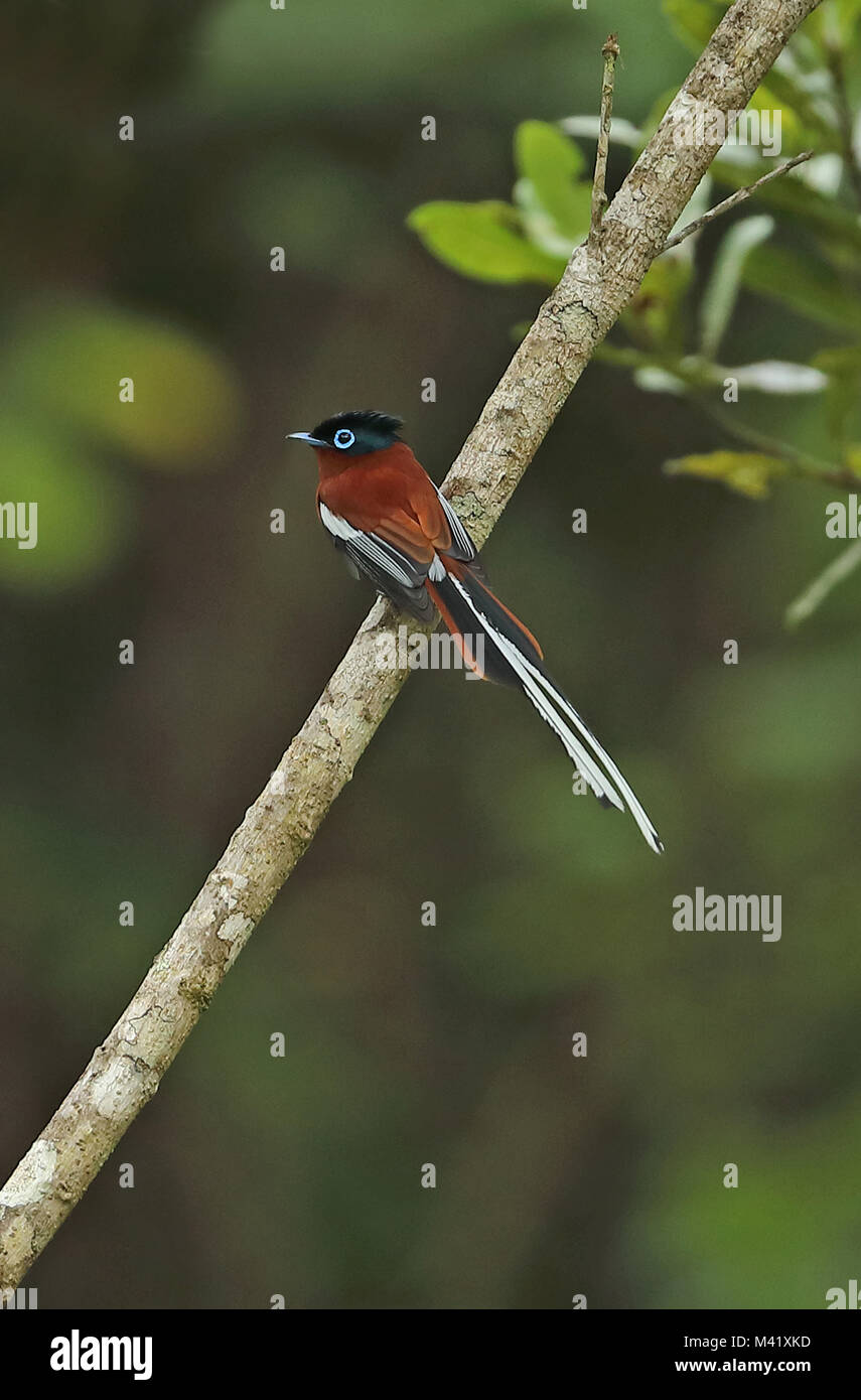 Madagascar Paradise-flycatcher (Terpsiphone mutata mutata) rufous morph ...