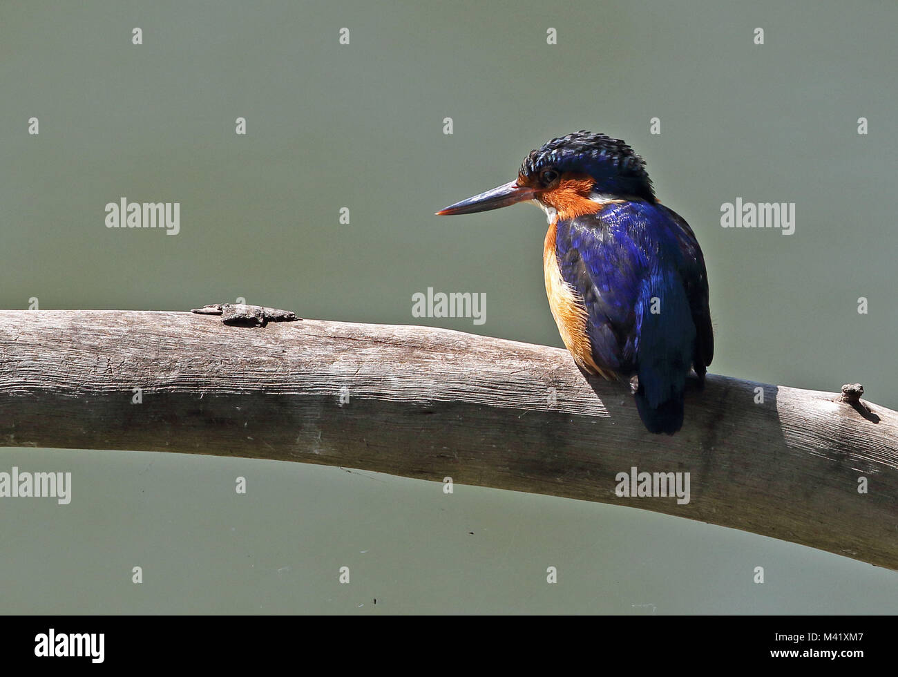 Madagascar Kingfisher (Corythornis vintsioides) adult perched on branch ...