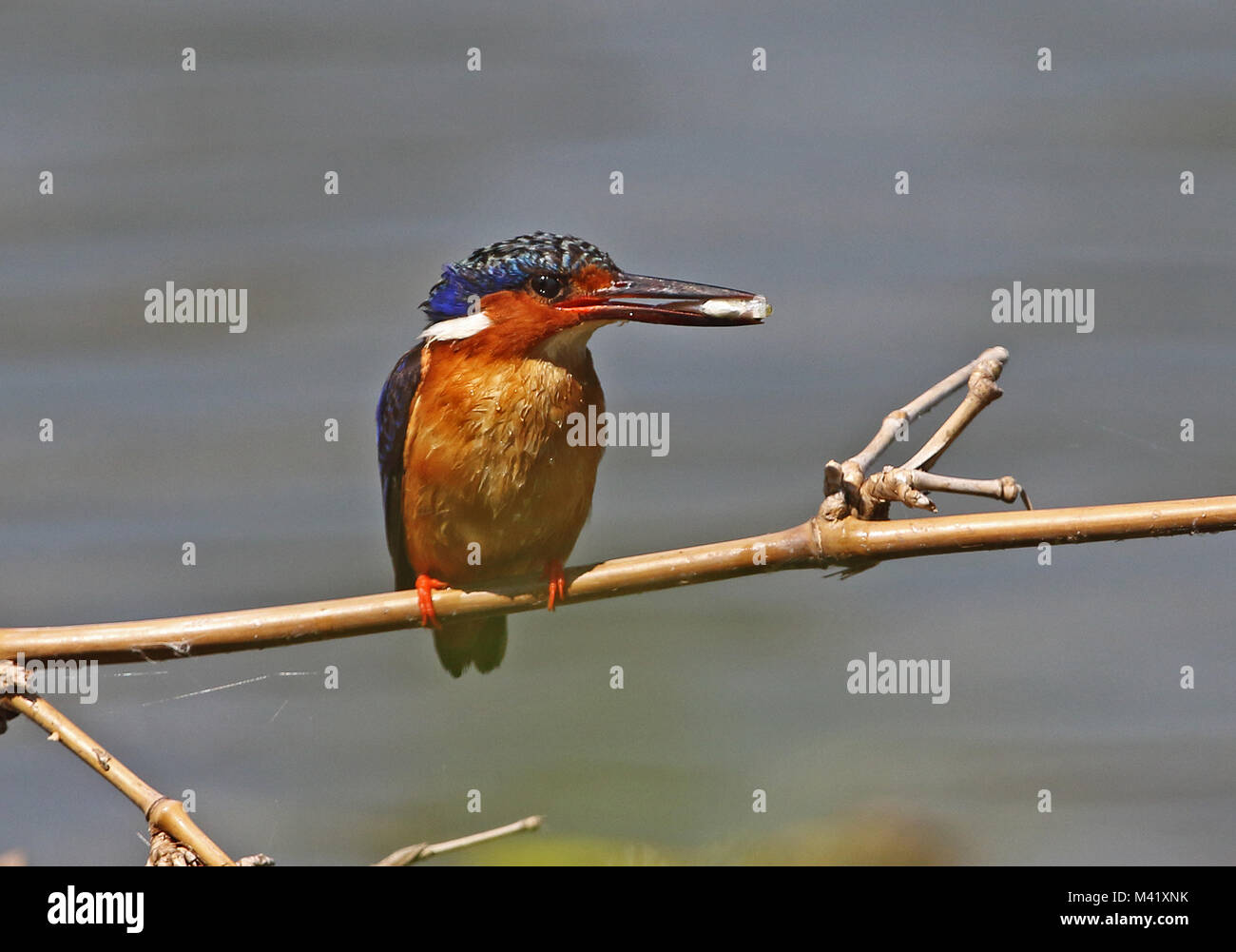 Madagascar Kingfisher (Corythornis vintsioides) adult perched with fish ...