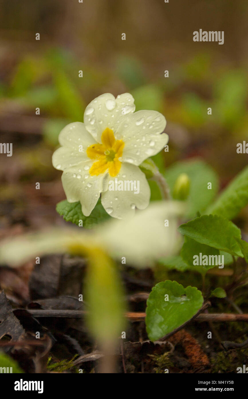 Primrose in spring in the Bean Country park, Kent, England, United ...