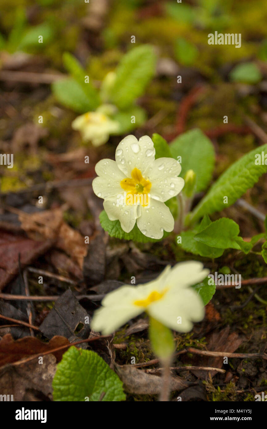 Primrose in spring in the Bean Country park, Kent, England, United ...
