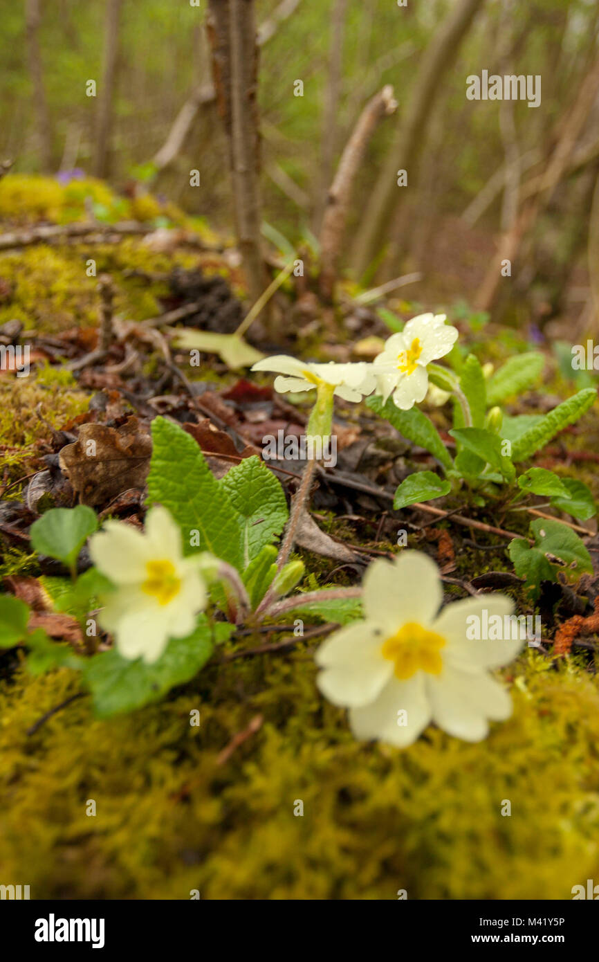 Primrose flowers in spring, Beacon Wood country park, Kent, England ...