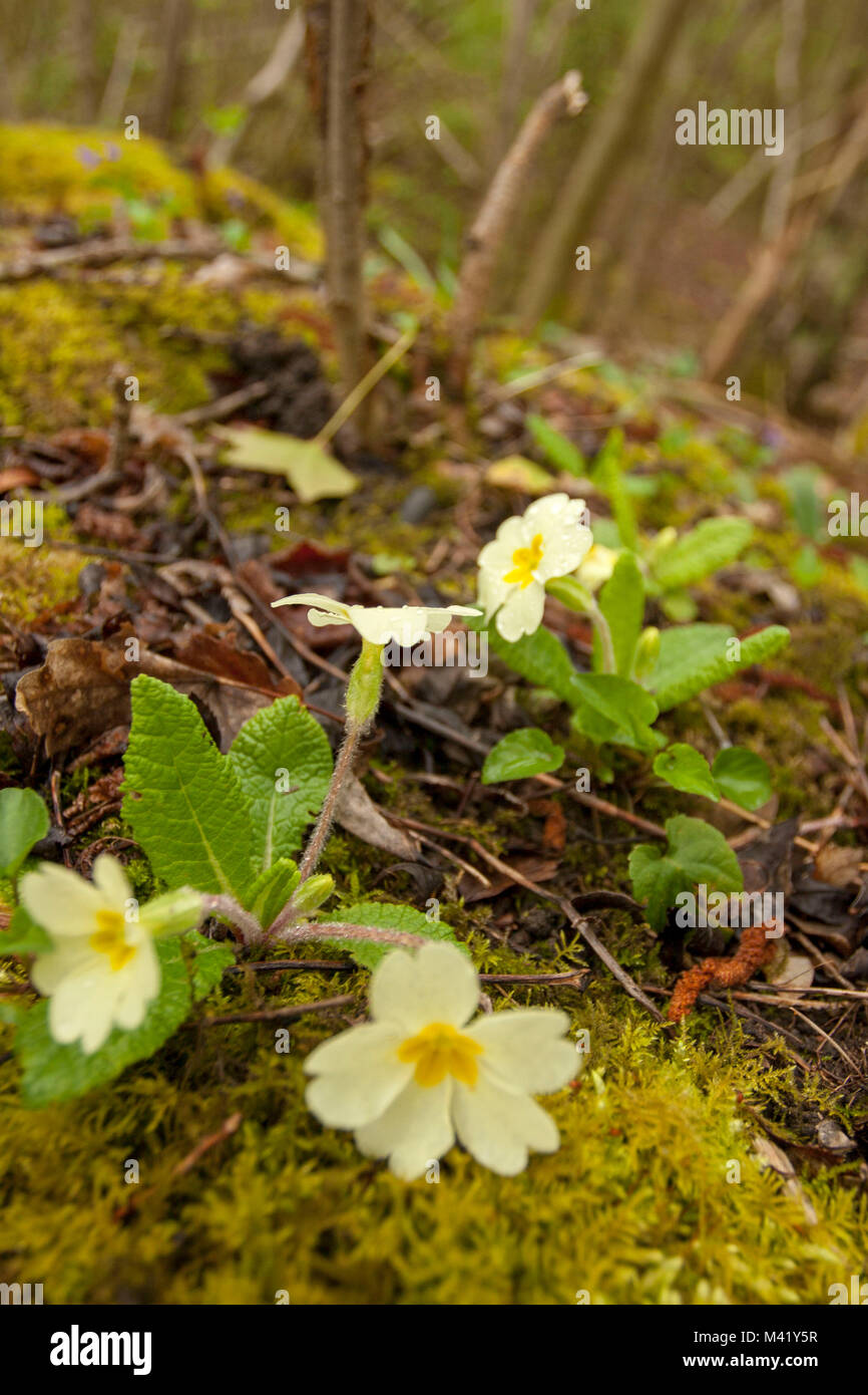 Primrose flowers in spring, Beacon Wood country park, Kent, England ...