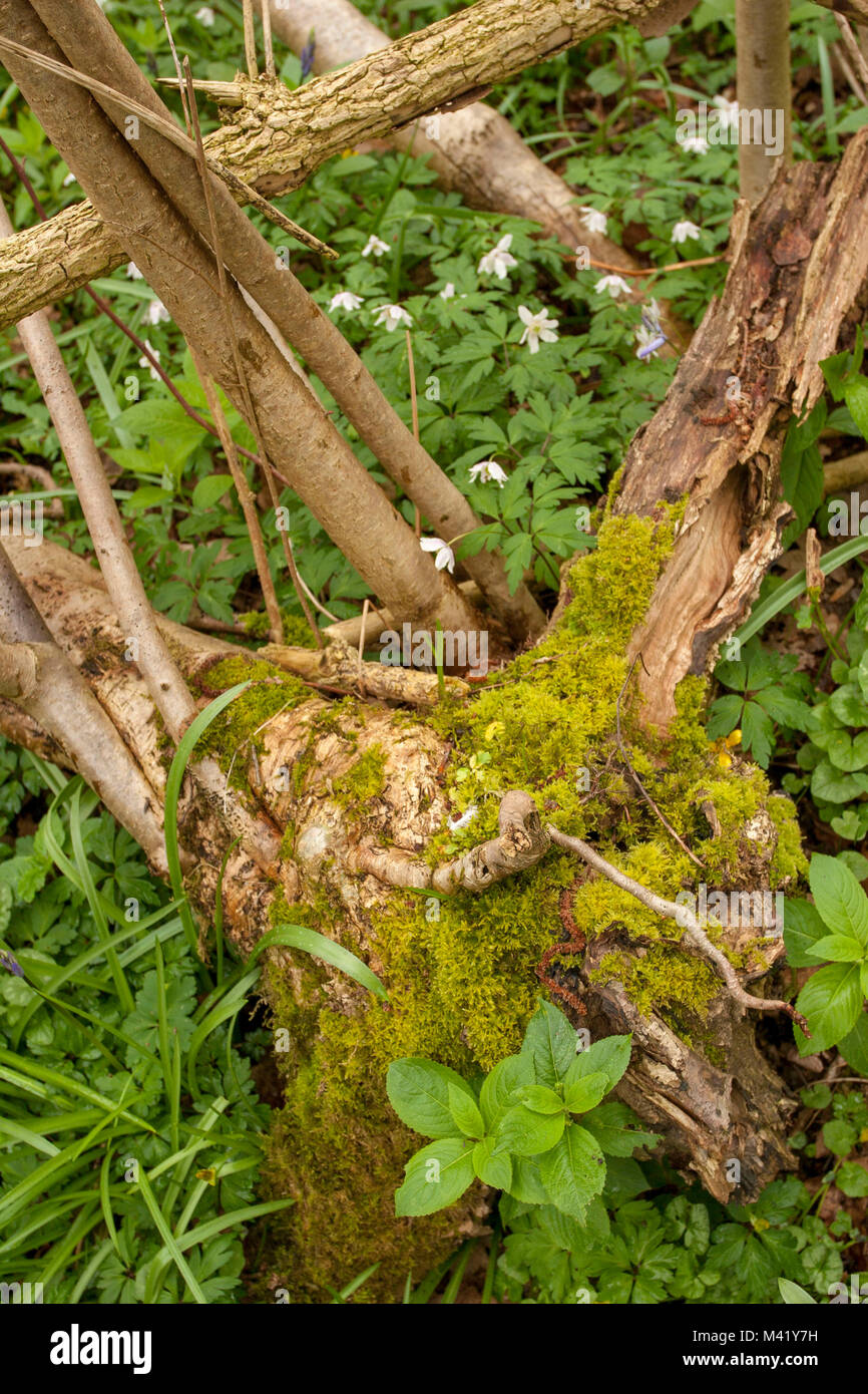 Colourful woodland floor in spring Beacon Wood country park, Kent ...