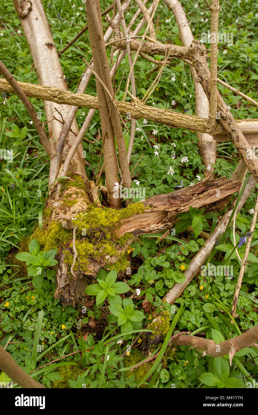 Colourful woodland floor in spring Beacon Wood country park, Kent ...