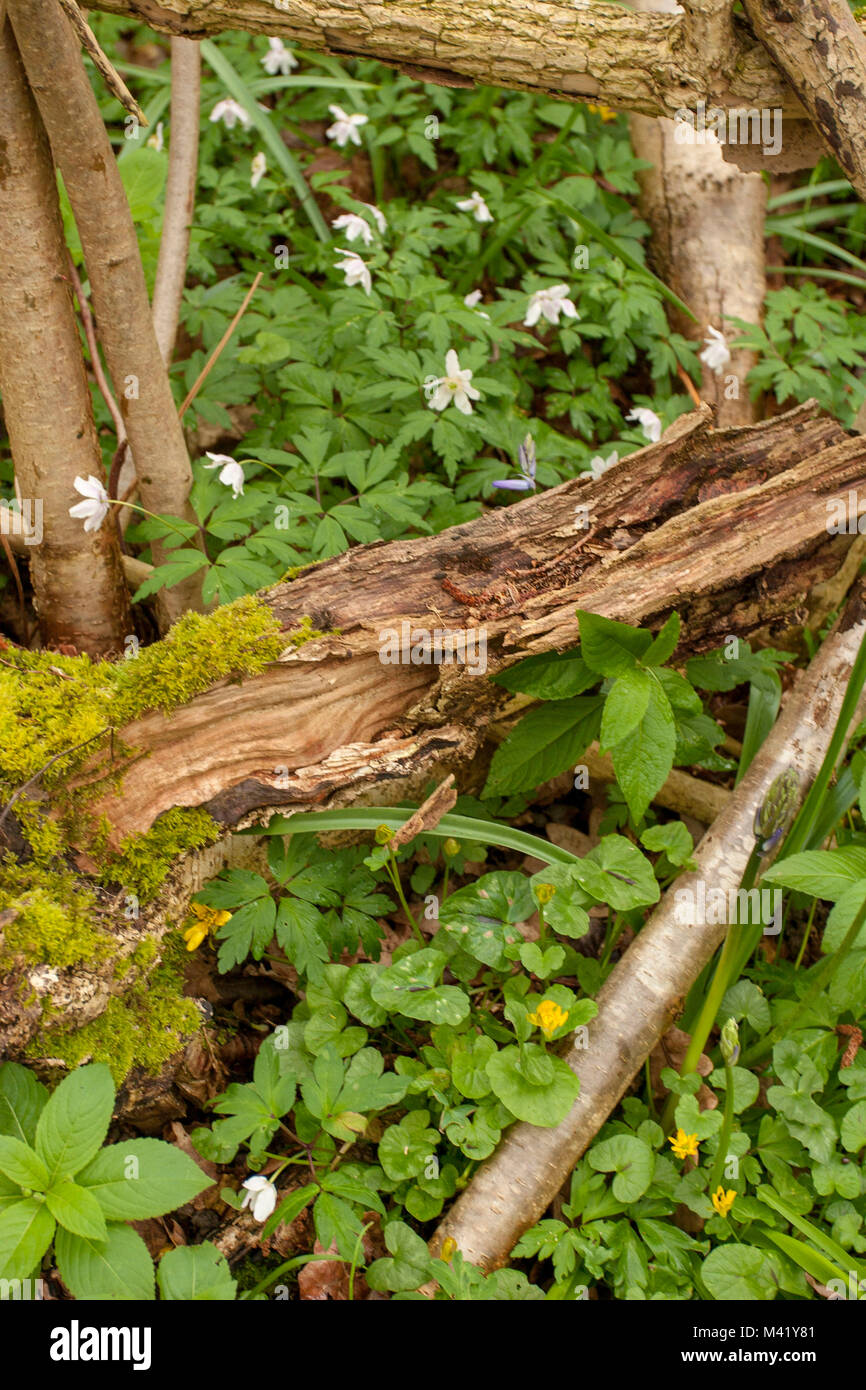 Colourful woodland floor in spring Beacon Wood country park, Kent ...