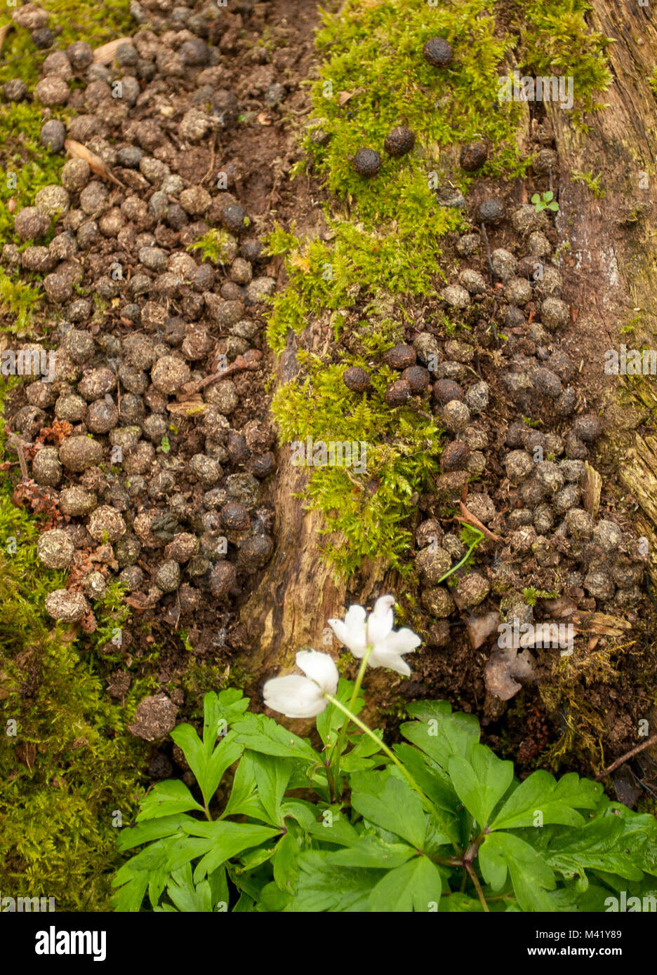 Colourful woodland floor in spring Beacon Wood country park, Kent ...