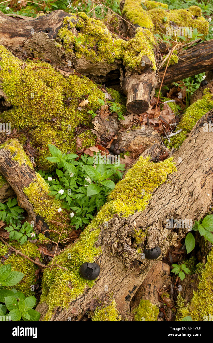 Colourful woodland floor in spring Beacon Wood country park, Kent ...
