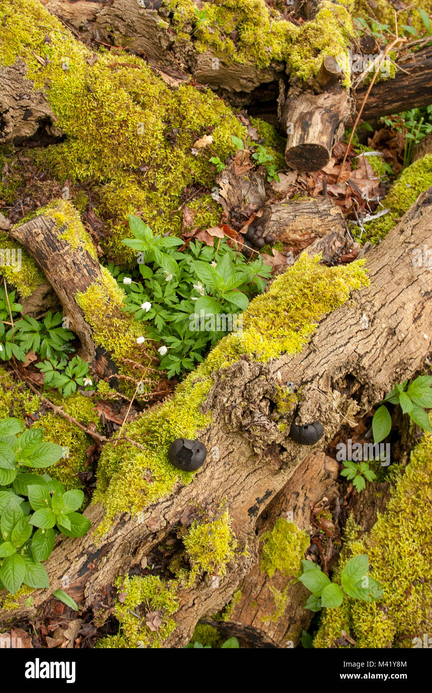 Colourful woodland floor in spring Beacon Wood country park, Kent ...