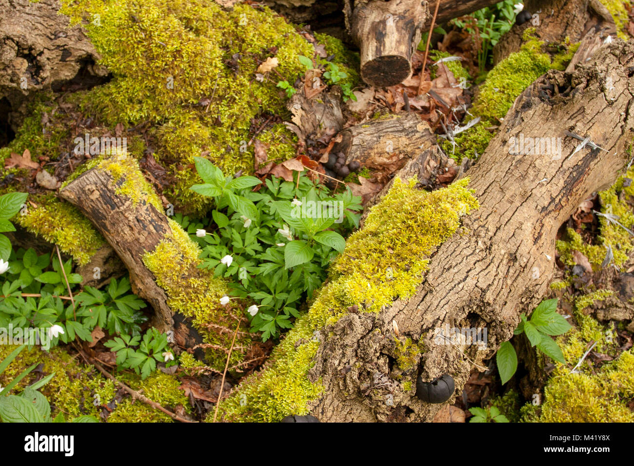 Colourful woodland floor in spring Beacon Wood country park, Kent ...