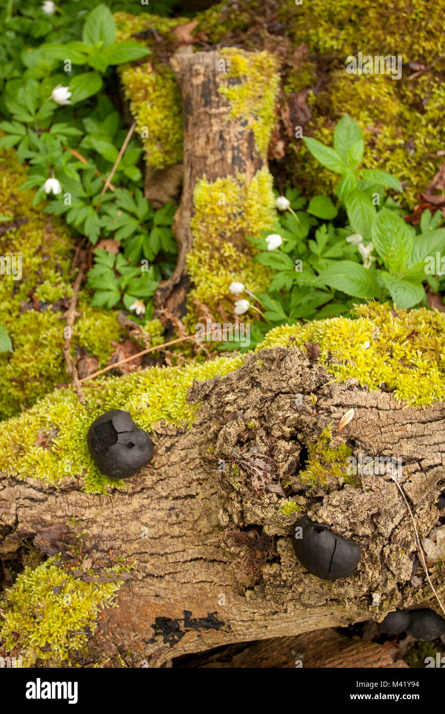 Colourful woodland floor in spring Beacon Wood country park, Kent ...