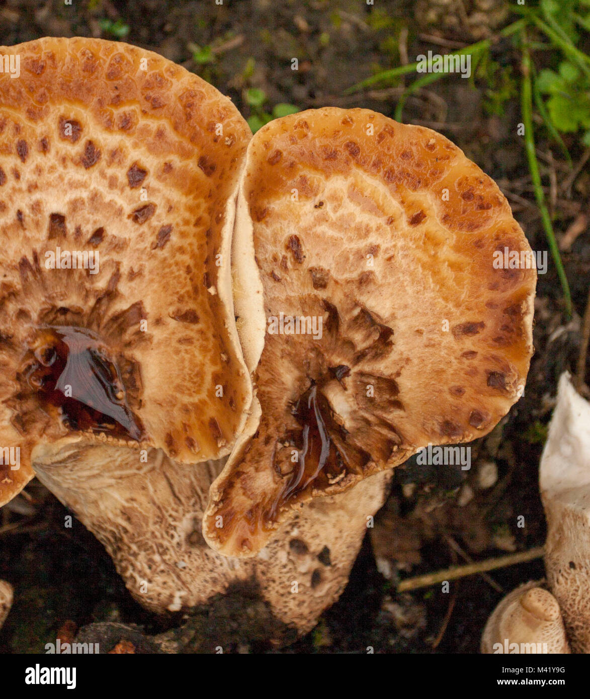 Dryads Saddle fungi in Beacon Wood, country park, Kent, England, United ...