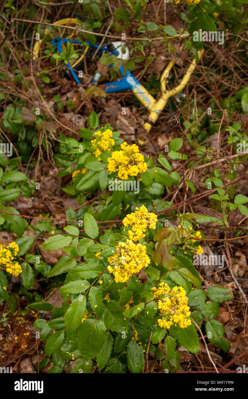 Discarded blue and yellow childs bike on woodland floor with yellow ...