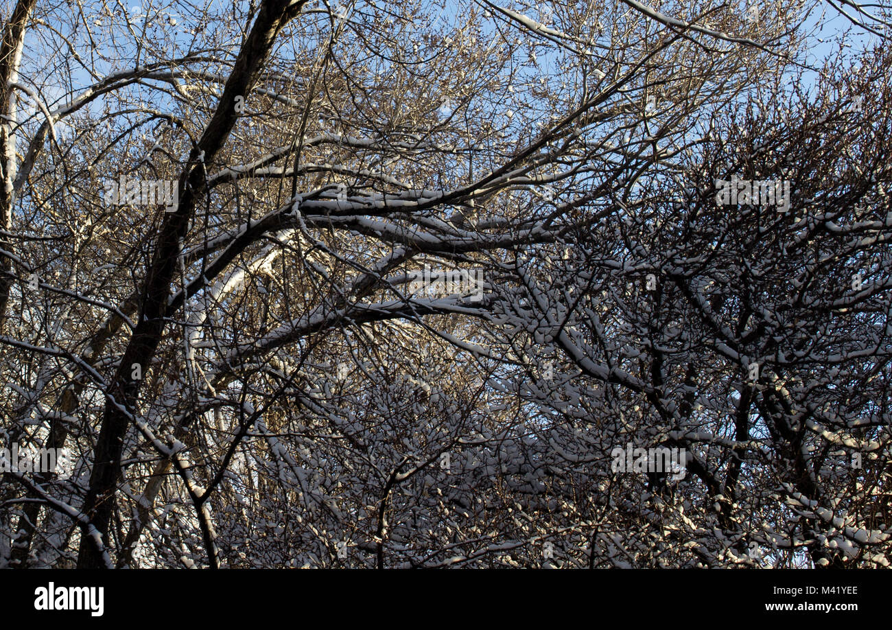 The trees glisten with an early morning snow Stock Photo - Alamy