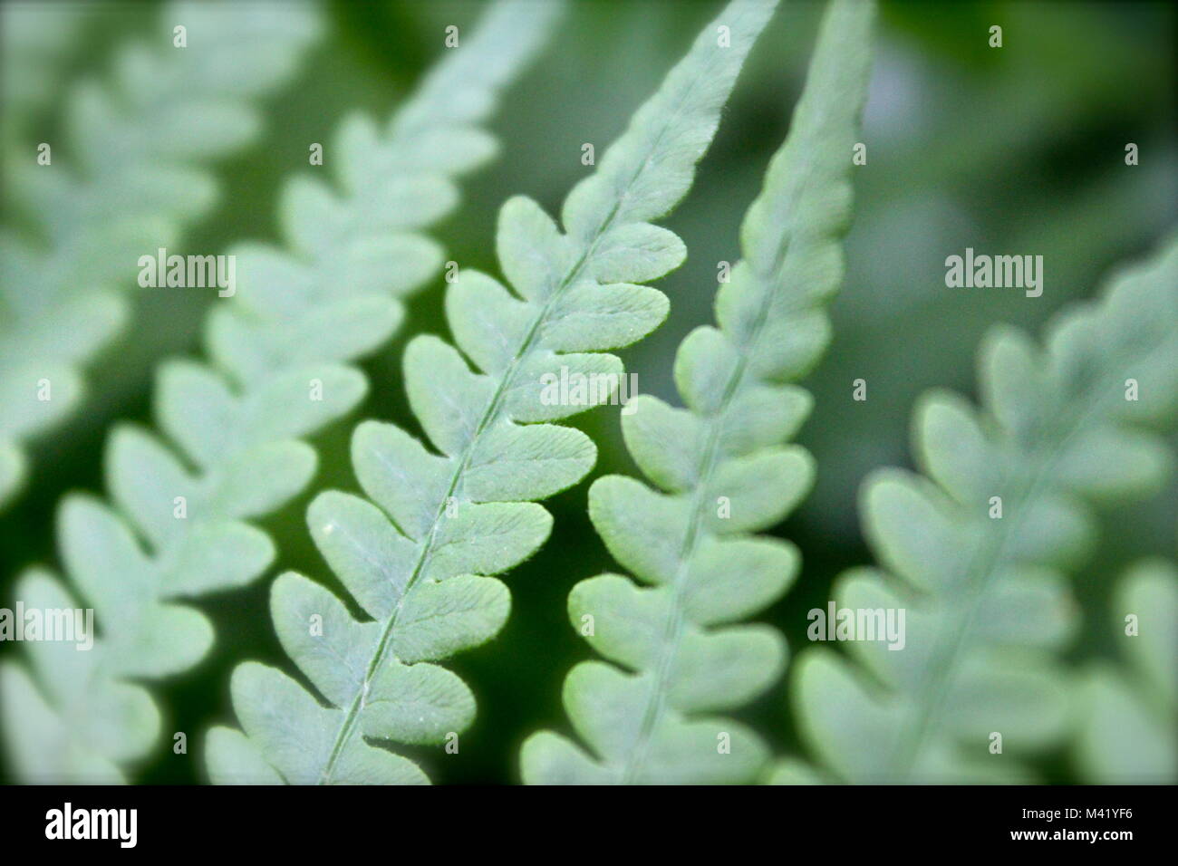 Fern close hi-res stock photography and images - Alamy
