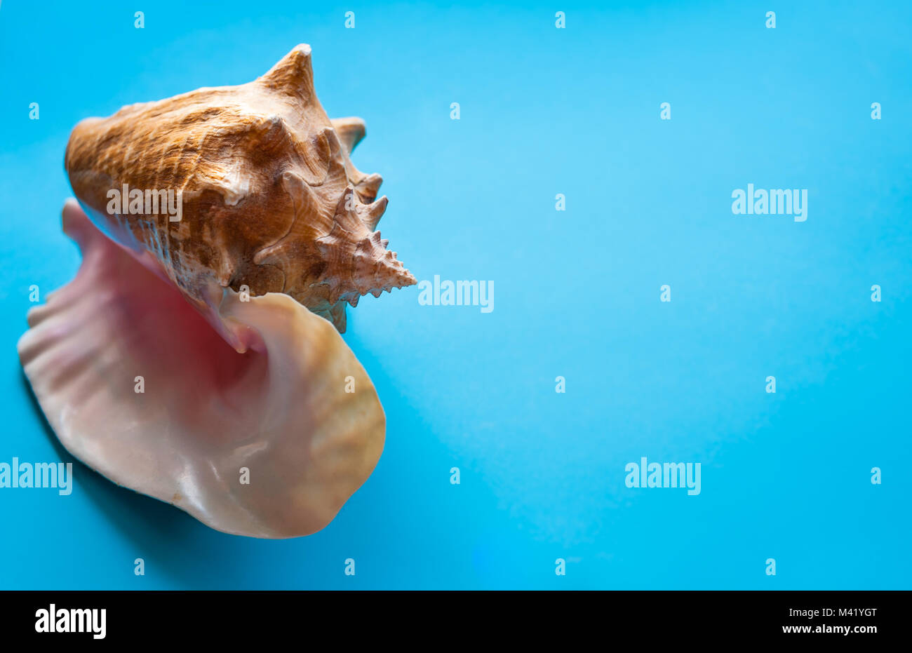 tropical paradise concept: big tropical sea shell on a turquoise ...