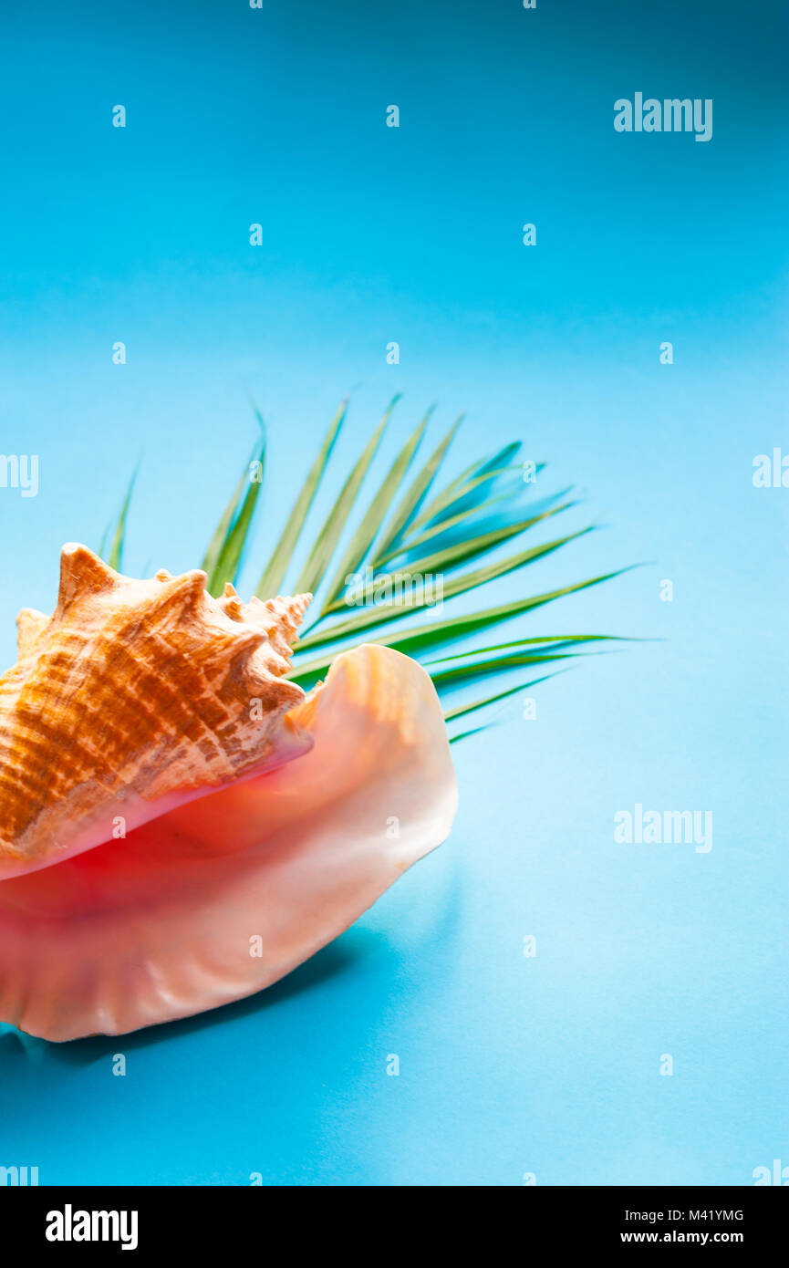 tropical paradize concept: big tropical sea shell on a turquoise ...
