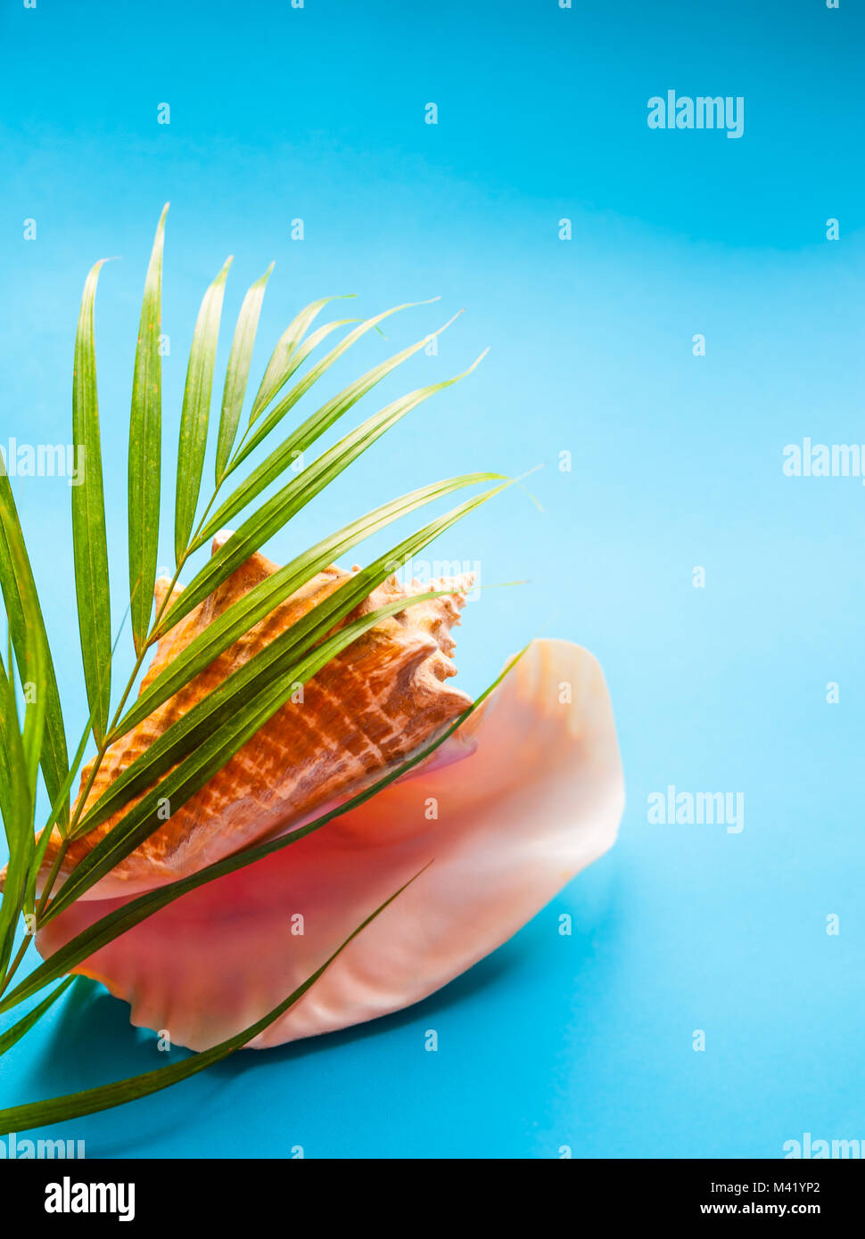 tropical paradize concept: big tropical sea shell on a turquoise ...