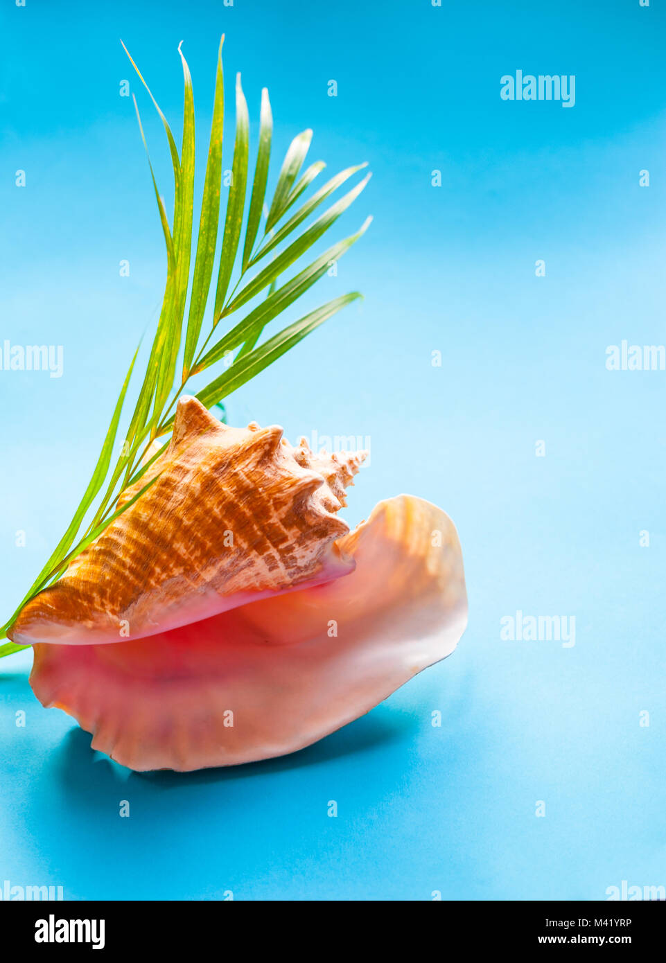 tropical paradize concept: big tropical sea shell on a turquoise ...