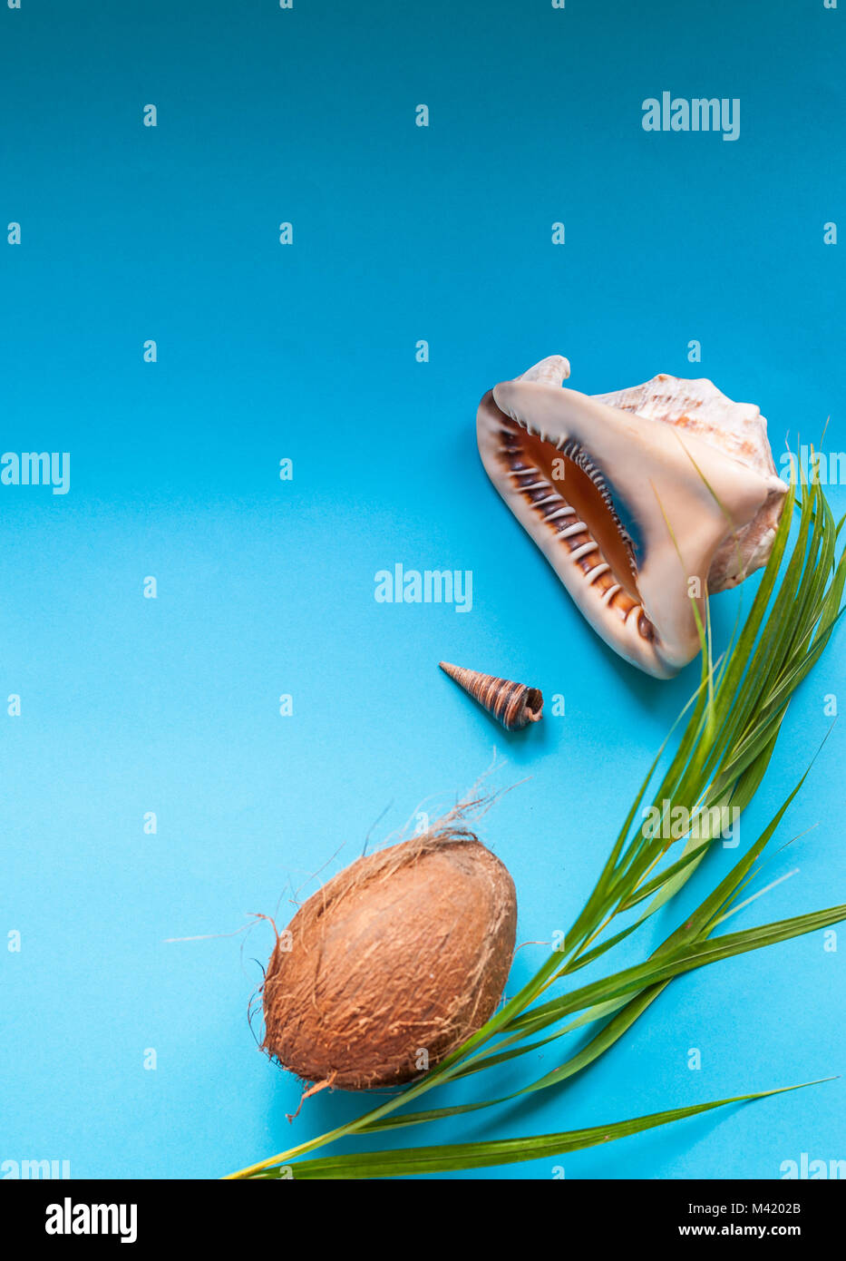 tropical paradise concept: big tropical sea shell on a turquoise ...