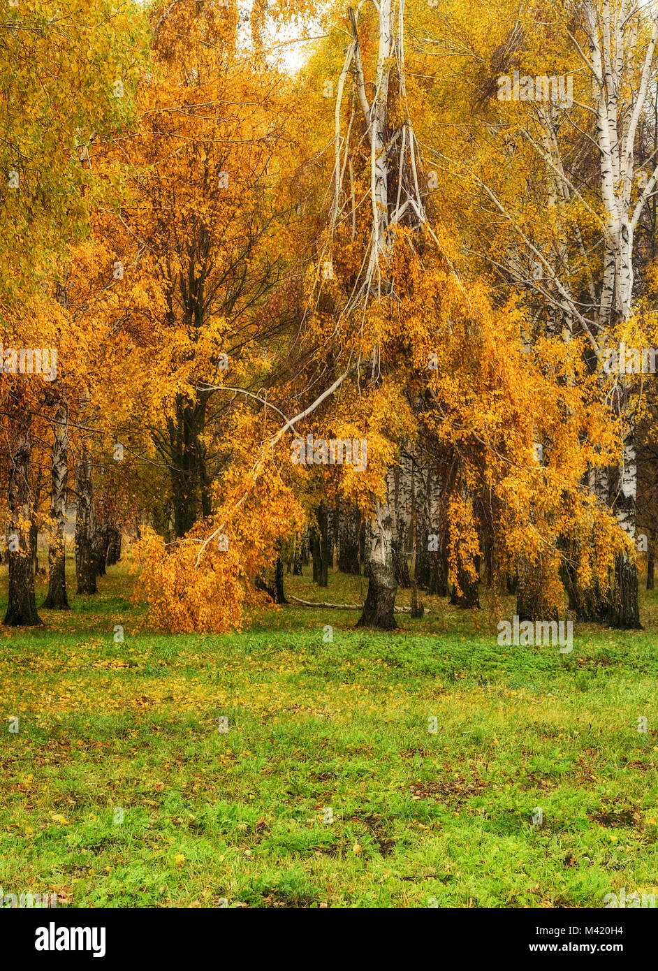 fairy forest. picturesque autumn forest Stock Photo - Alamy