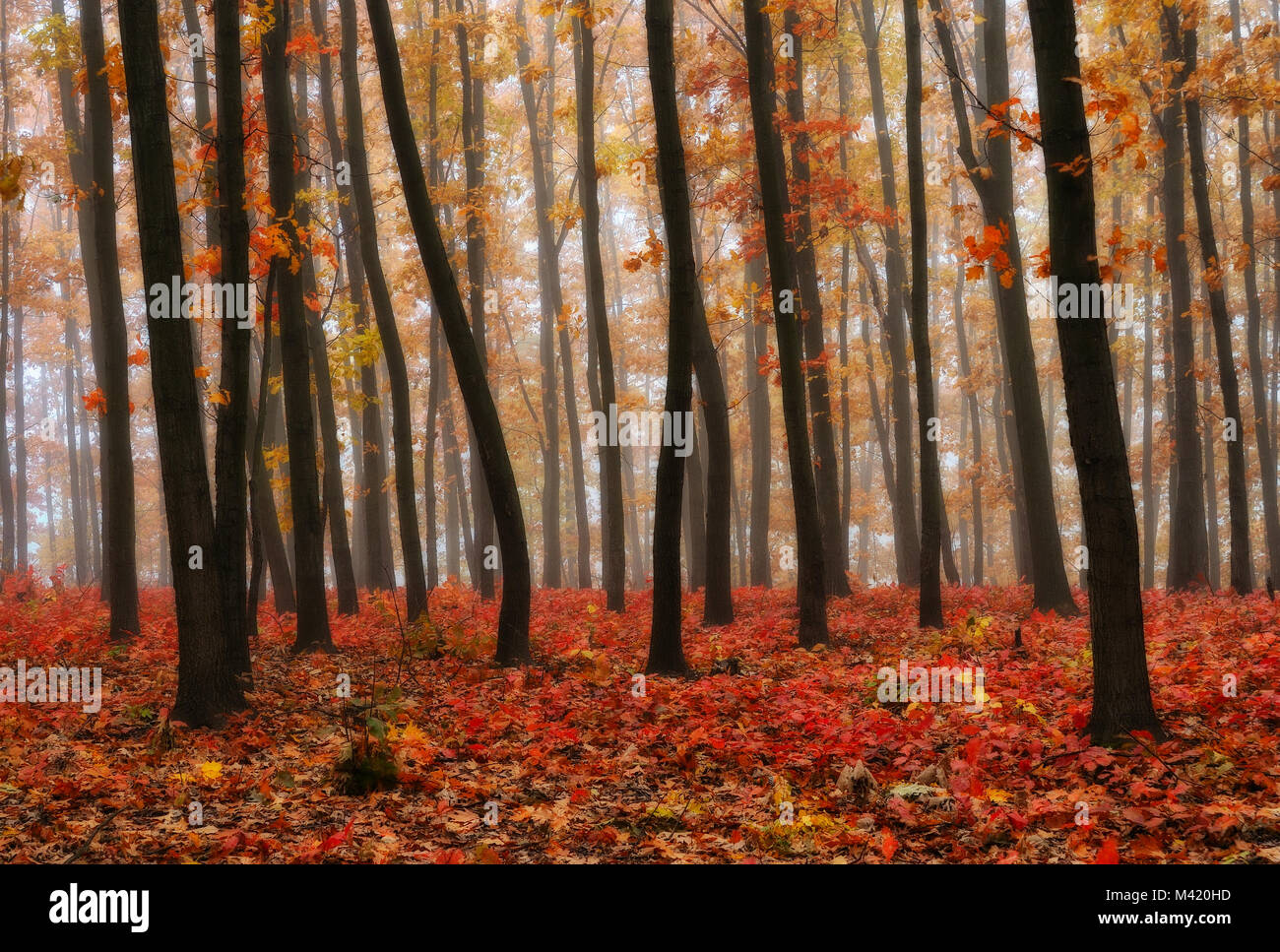 fairy forest. picturesque autumn forest Stock Photo - Alamy