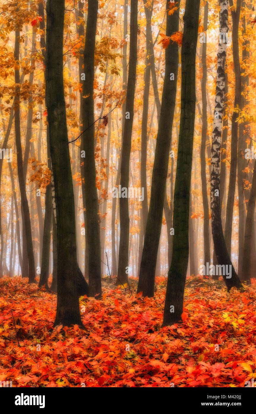fairy forest. picturesque autumn forest Stock Photo - Alamy