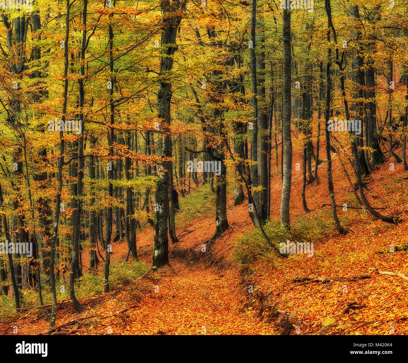 fairy forest. picturesque autumn forest Stock Photo - Alamy