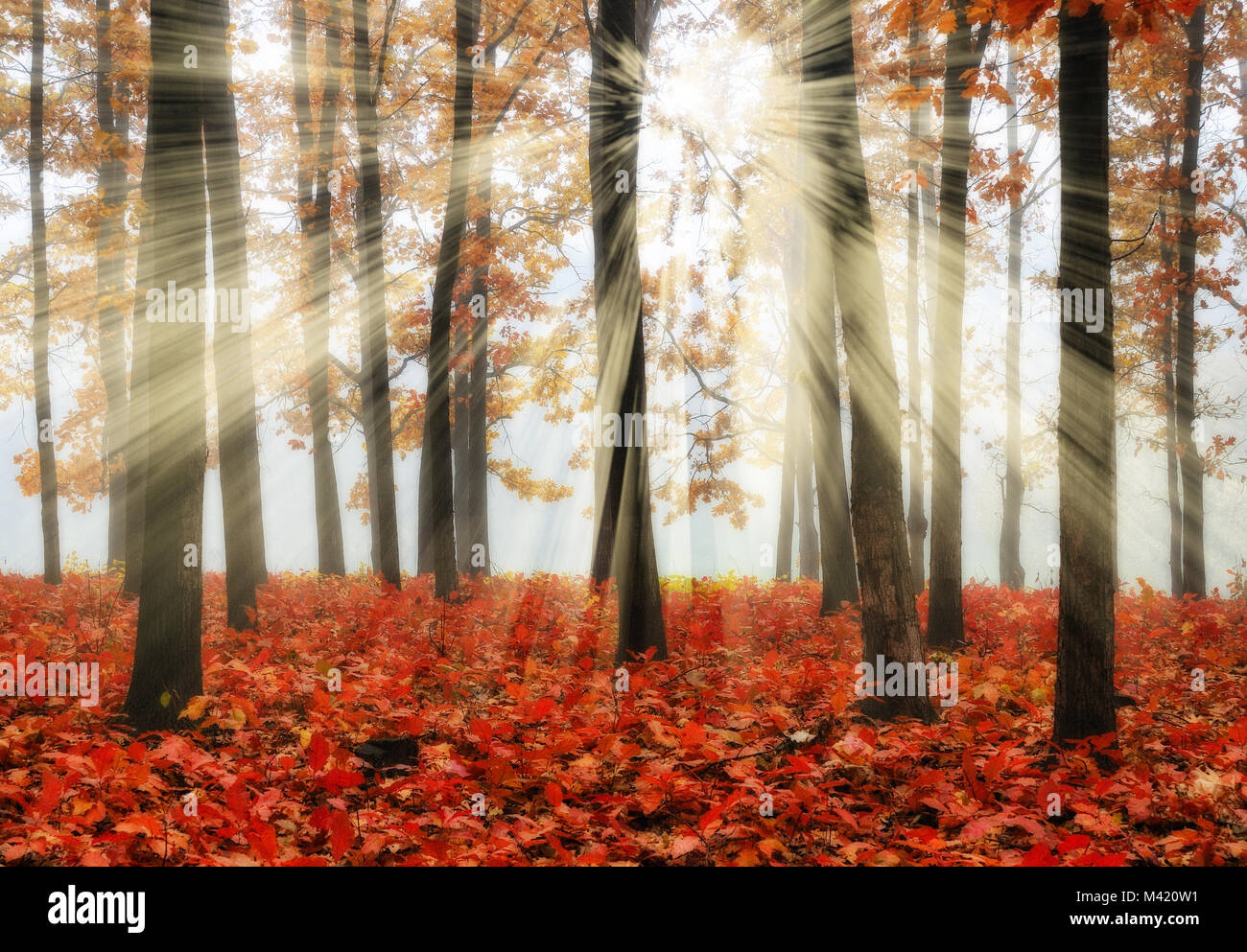 fairy forest. picturesque autumn forest Stock Photo - Alamy