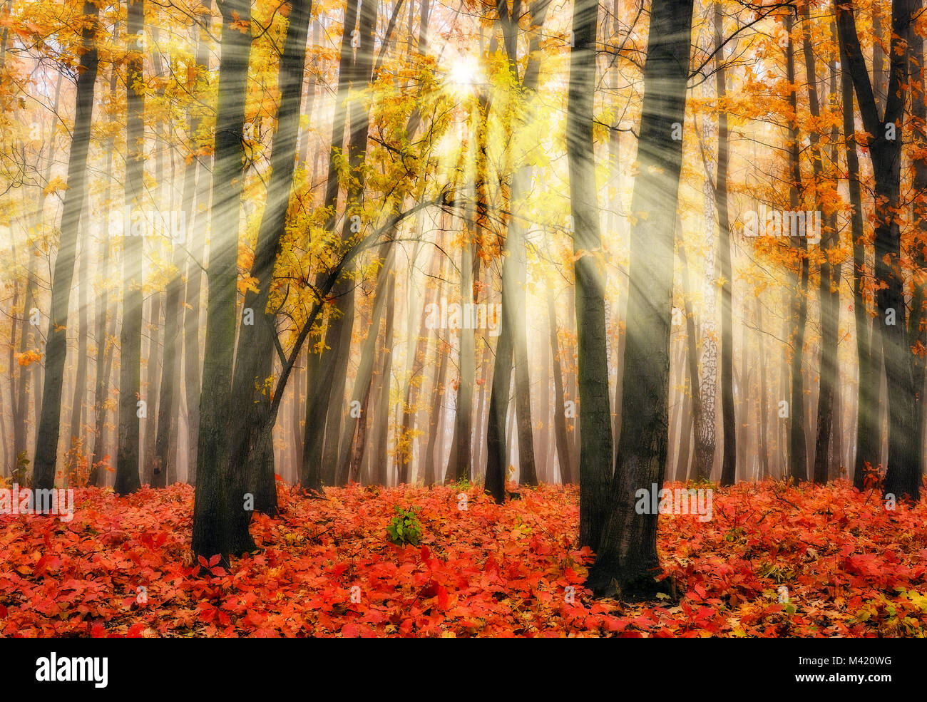 fairy forest. picturesque autumn forest Stock Photo - Alamy