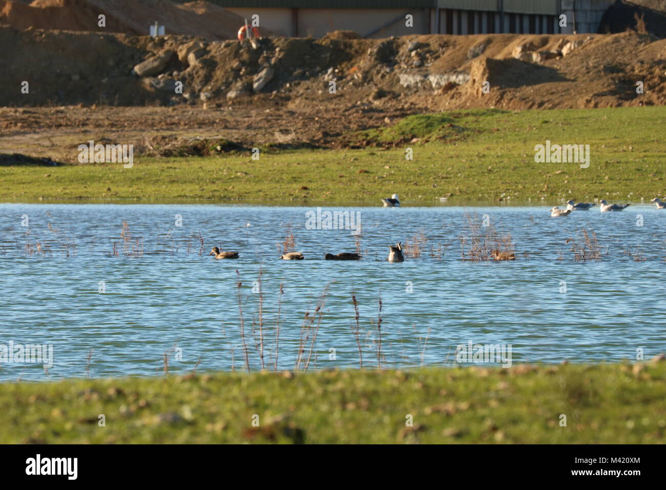 Wildlife on a quarry lake in the sunshine in Winter Stock Photo - Alamy