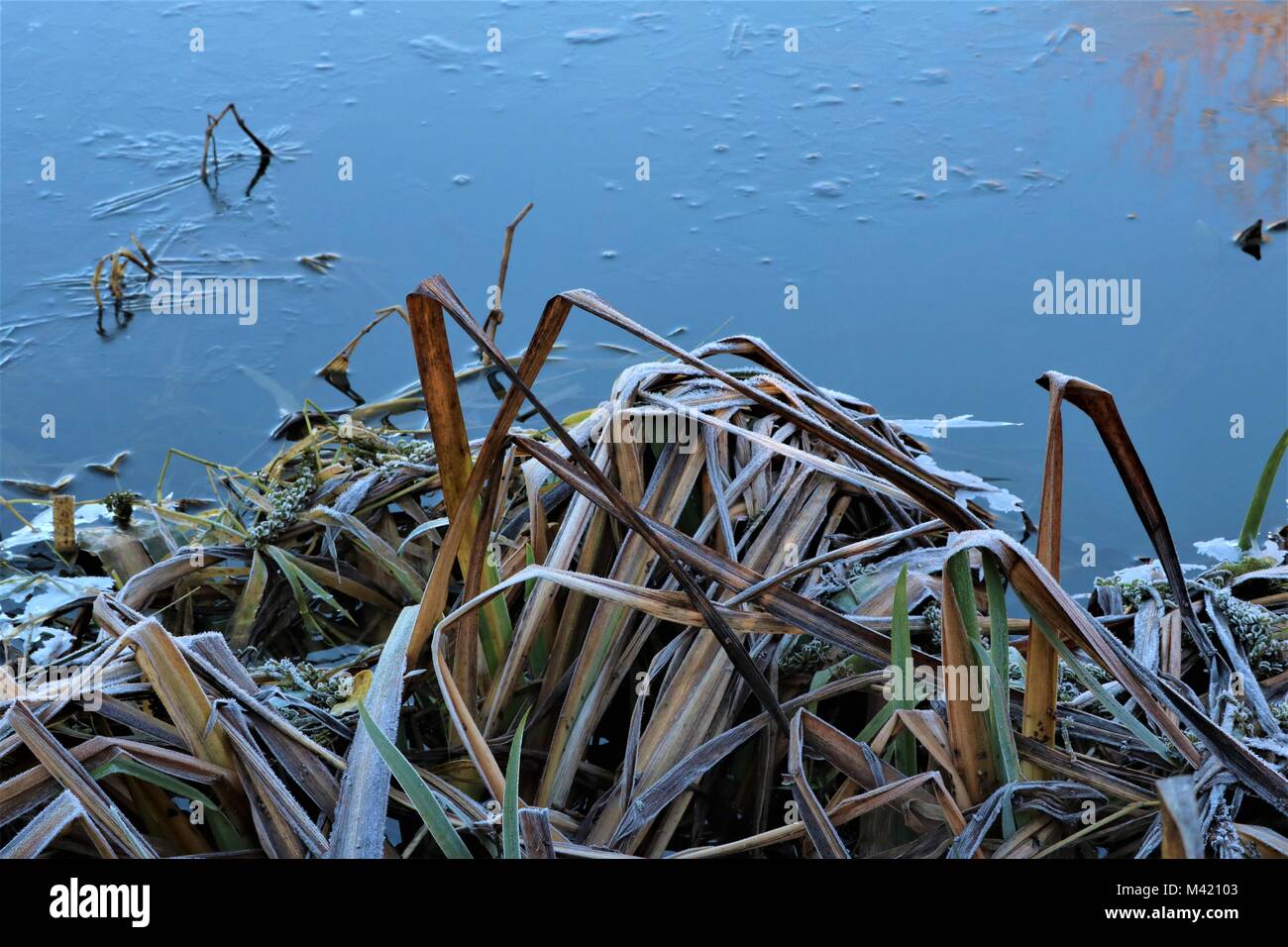Clear water and reeds hi-res stock photography and images - Alamy