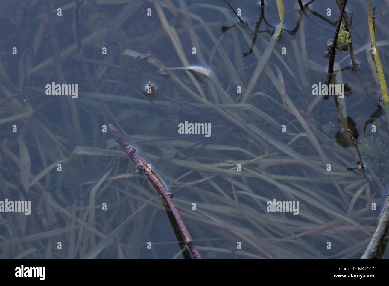 Beautiful frozen pond hi-res stock photography and images - Alamy