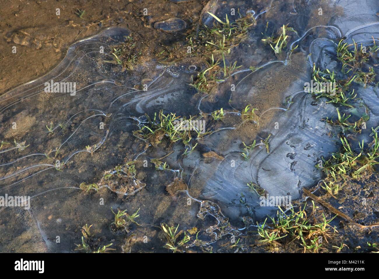 Frozen puddle in countryside with grass and mud Stock Photo - Alamy