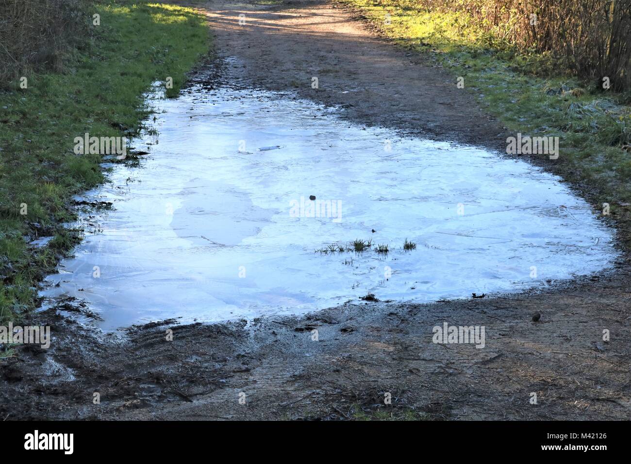 Frozen puddle in countryside with grass and mud Stock Photo - Alamy