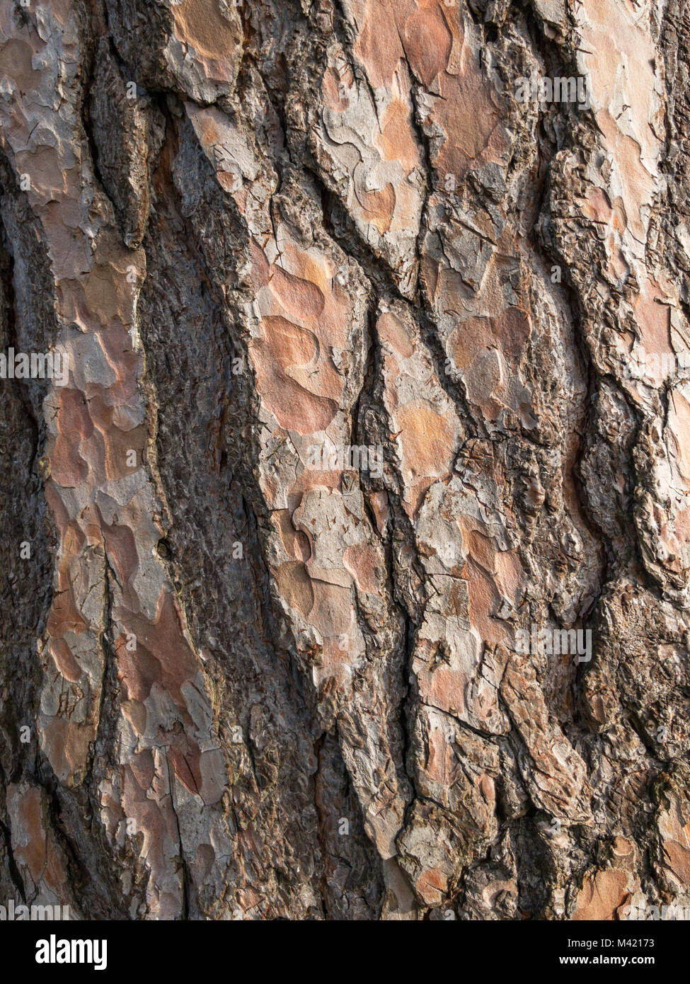 Cypress tree trunk closeup with beautiful textures, patterns and tones ...