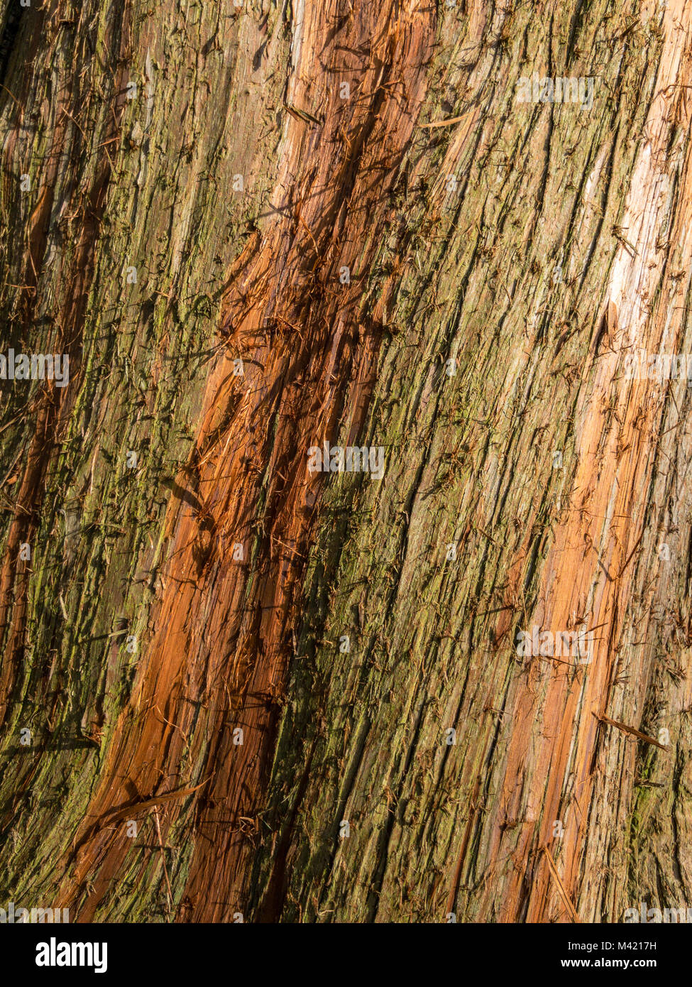 Redwood tree trunk closeup with lots of lovely tones and textures Stock ...