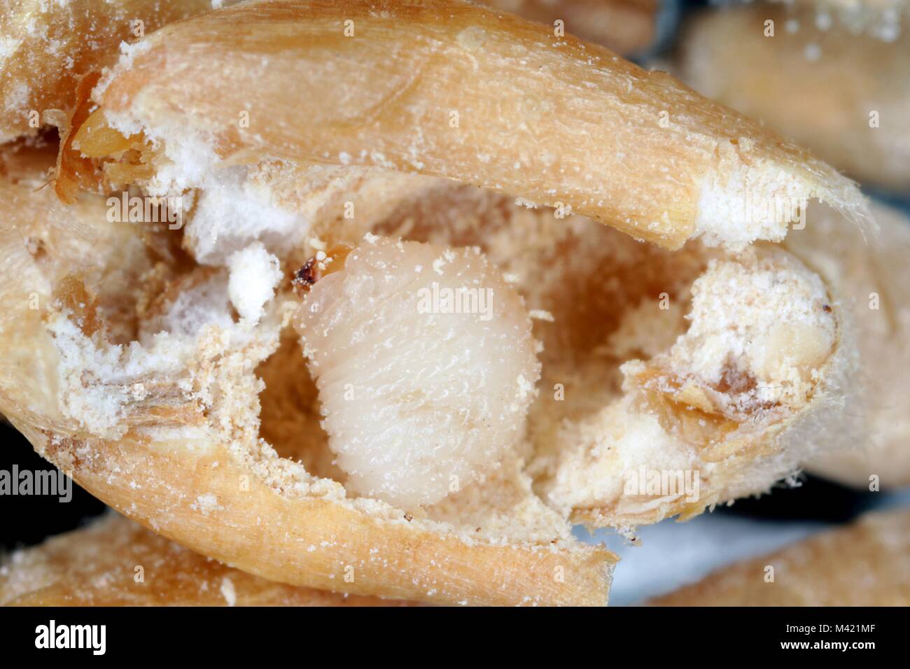 Weevil larva hi-res stock photography and images - Alamy