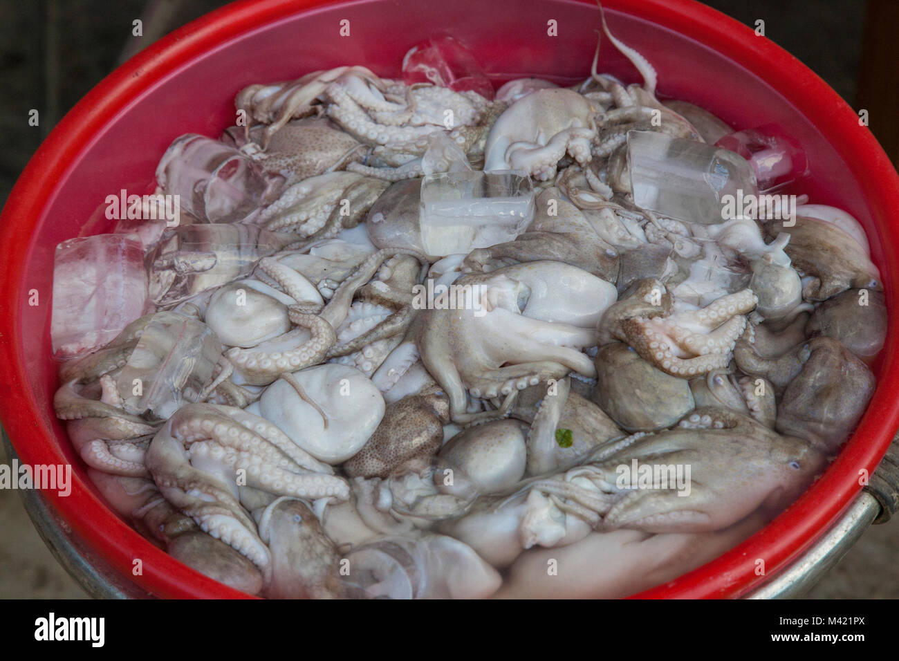 Octopus for sale hi-res stock photography and images - Alamy