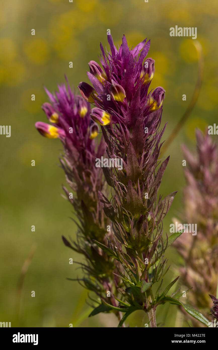 Flowering Field Cow-Wheat (Melampyrum arvense Stock Photo - Alamy