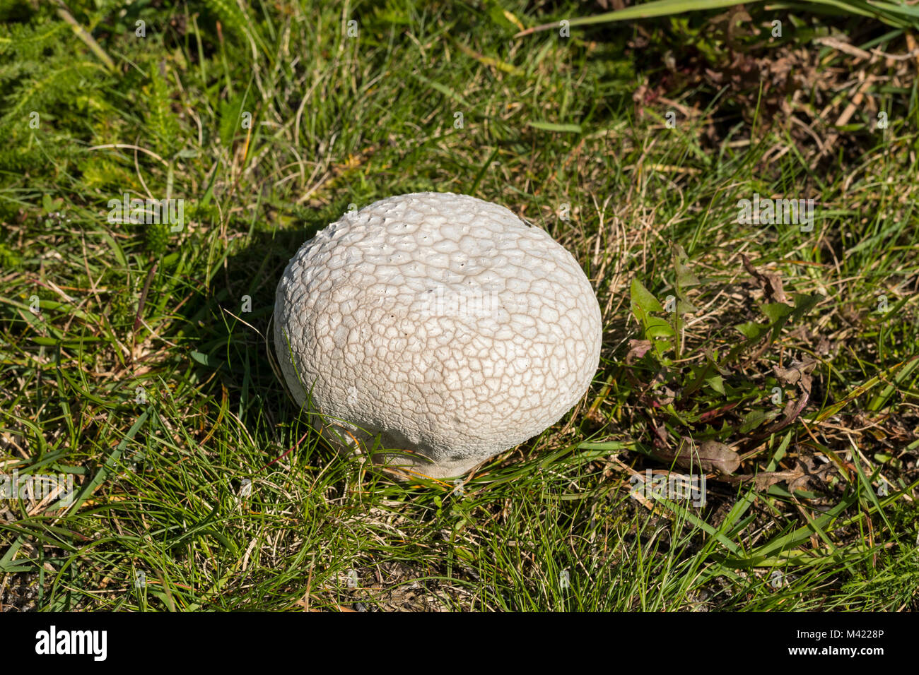 Lycoperdaceae hi-res stock photography and images - Alamy