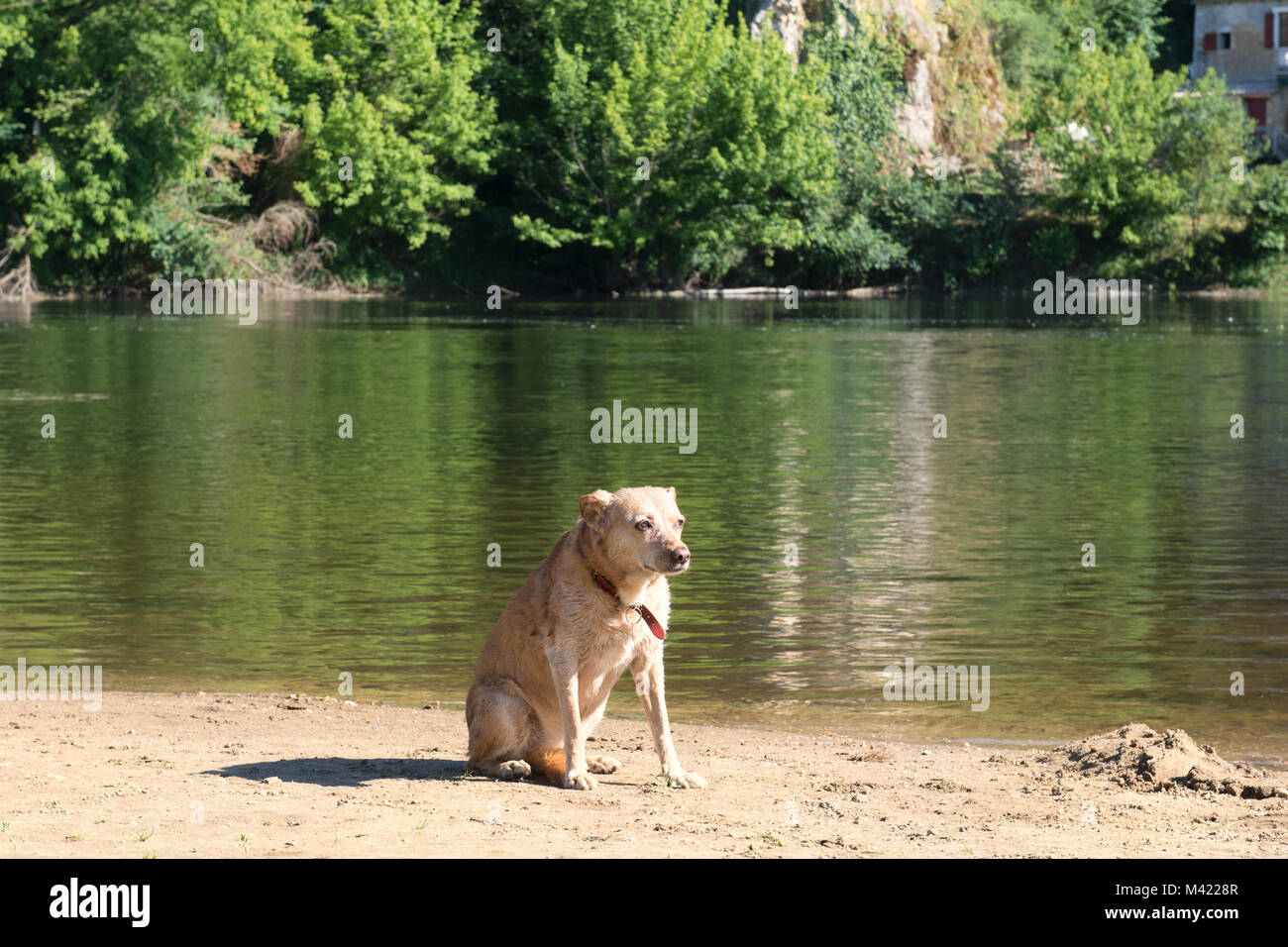 Old dog sitting near the river Stock Photo - Alamy