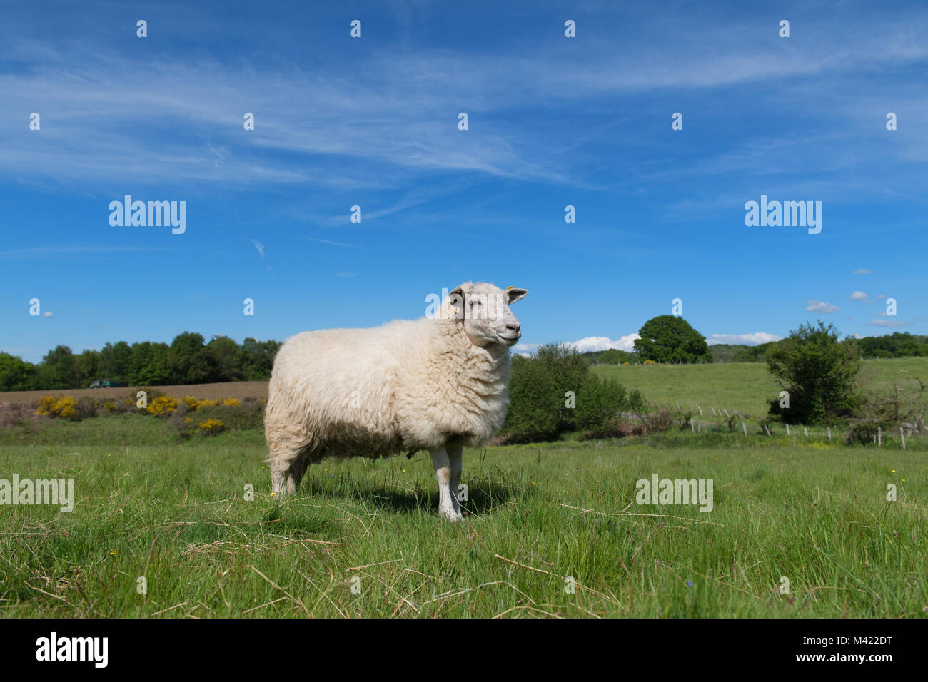 White sheep in French landscape Stock Photo - Alamy