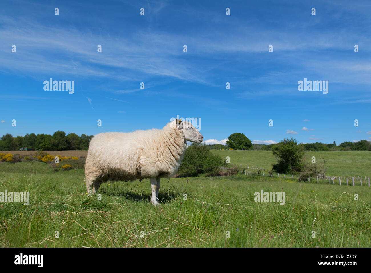 White sheep in French landscape Stock Photo - Alamy