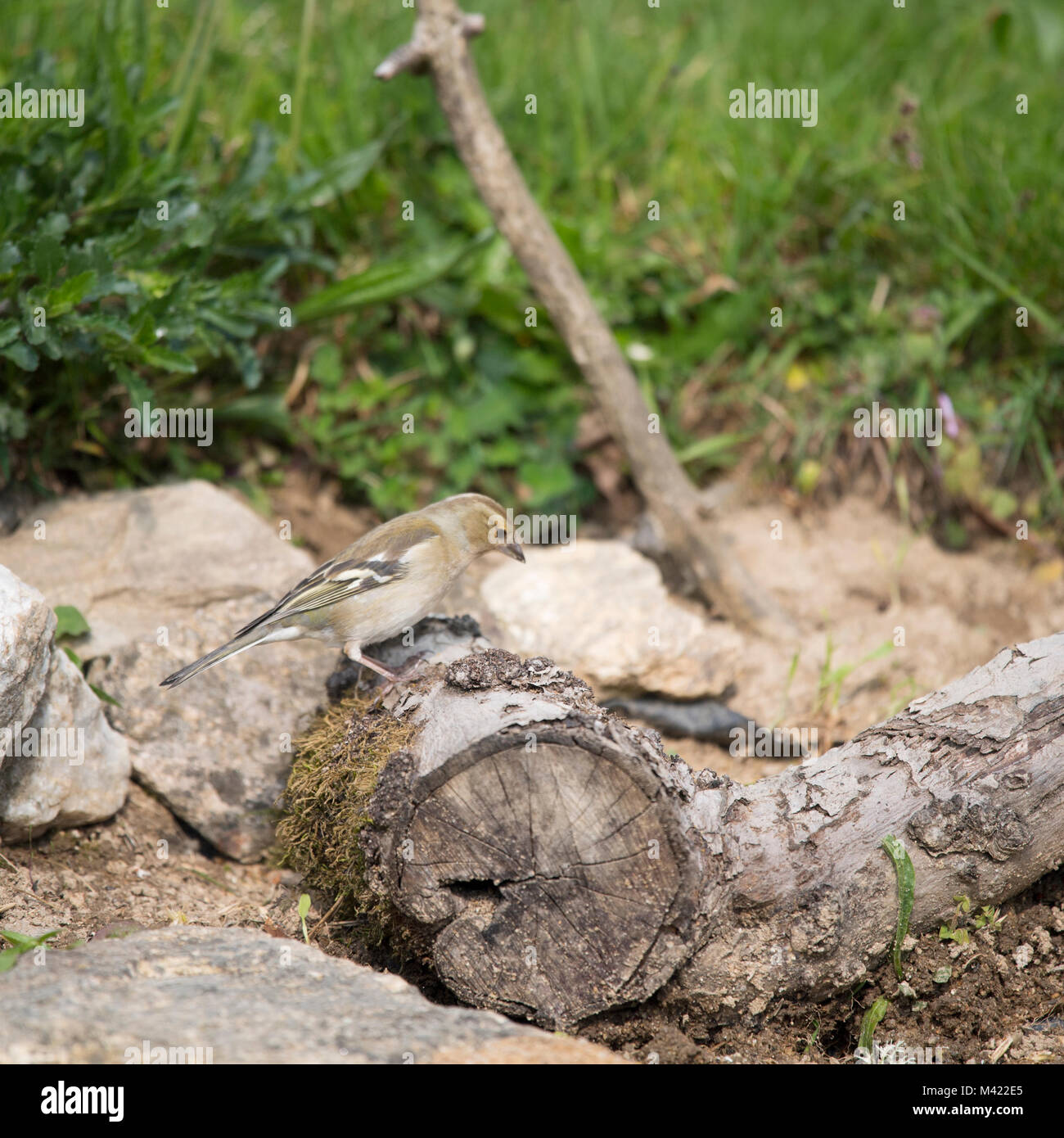Single female finch resting on tree trunk in forest Stock Photo - Alamy