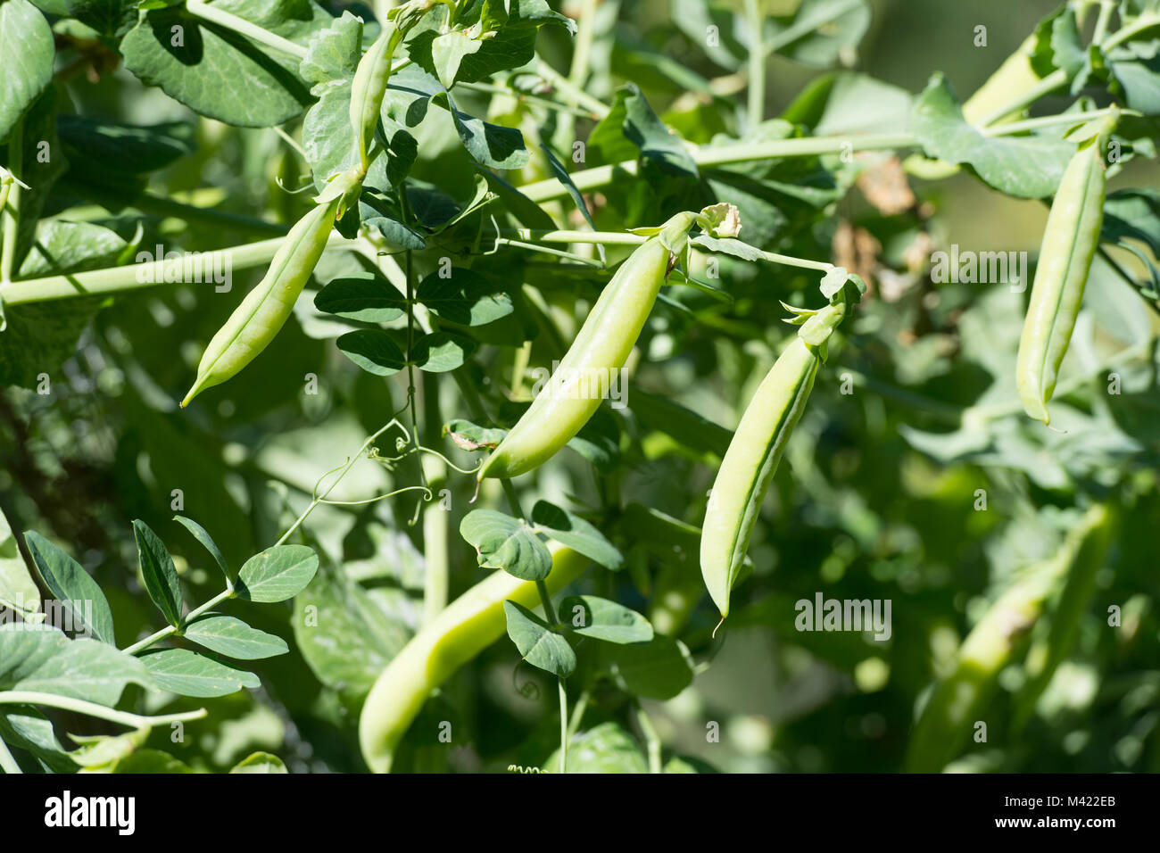 Green shell peas in vegetable garden Stock Photo - Alamy